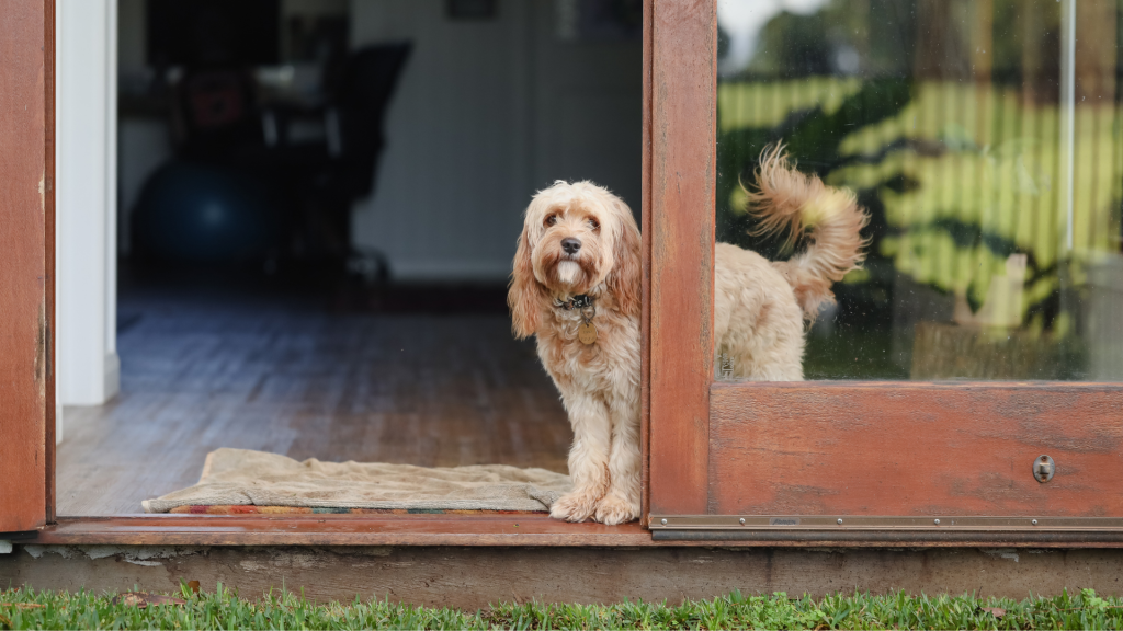 The Ultimate Guide to Pet-Proofing Your Home - The Pet Clinic
