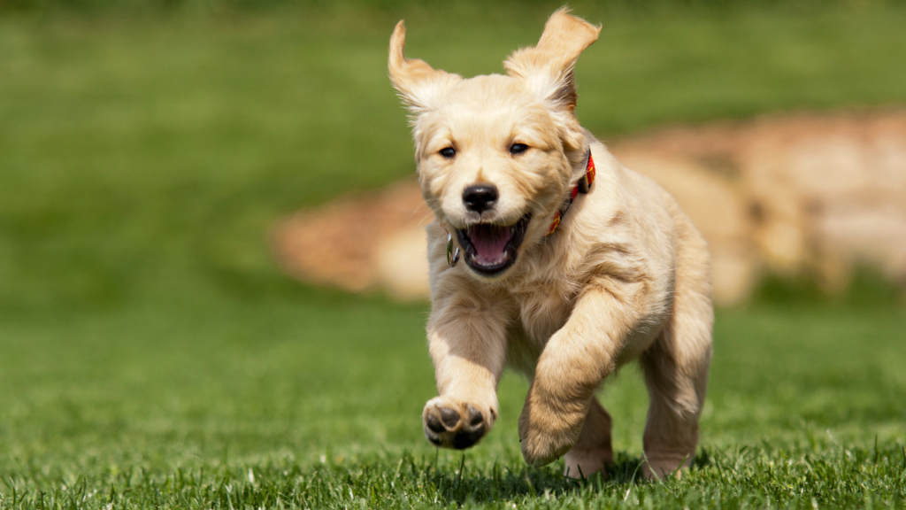 When Can Your Puppy Safely Go Outside? - The Pet Clinic
